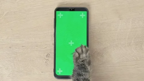Cat paw touching, clicking, tapping and ... | Stock Video | Pond5