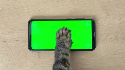 Cat paw touching, clicking, tapping and ... | Stock Video | Pond5
