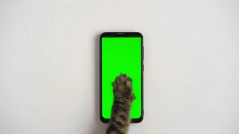 Cat paw touching, clicking, tapping and ... | Stock Video | Pond5