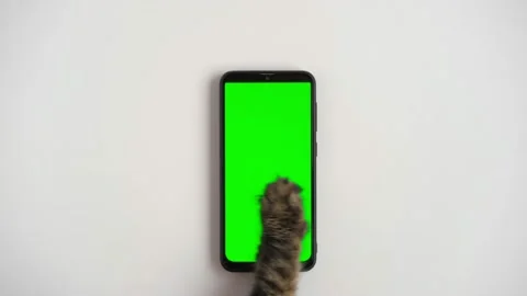 Cat Green Screen Paw Stock Video Footage | Royalty Free Cat Green ...