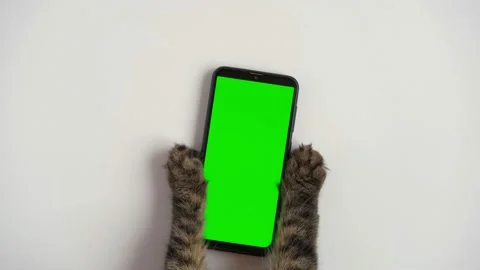 Cat Green Screen Paw Stock Video Footage | Royalty Free Cat Green ...