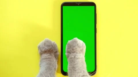 Cat paw touching, clicking, tapping swip... | Stock Video | Pond5