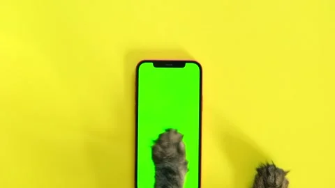 Cat paw touching, clicking, tapping swip... | Stock Video | Pond5