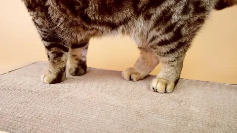 Cat paws on a cardboard scratching post.... | Stock Video | Pond5