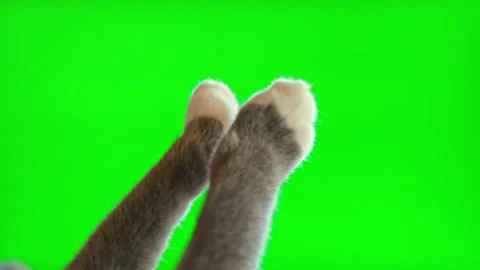 Cat Green Screen Paw Stock Video Footage | Royalty Free Cat Green ...
