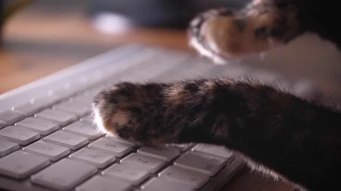 Cat paws typing with the keyboard, funny... | Stock Video | Pond5