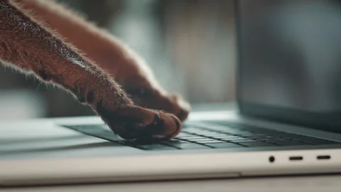 Cat Typing Stock Footage ~ Royalty Free Stock Videos | Pond5