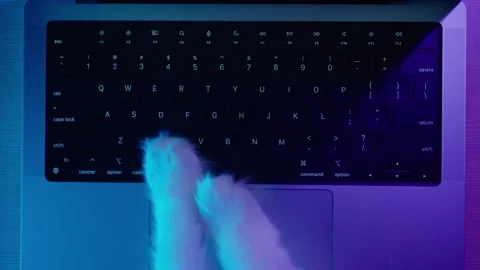 Kitty Gaming Cat Stock Footage ~ Royalty Free Stock Videos | Pond5