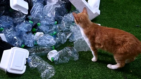 Waste Botte Cating Stock Videos – Royalty-Free HD & 4K Videos