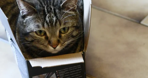 cat playing in a box that's too small fo... | Stock Video | Pond5