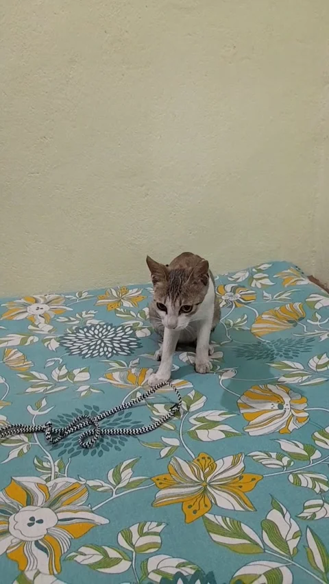 CAT PLAYING THREAD IN INDIA . FUNNY CAT... | Stock Video | Pond5