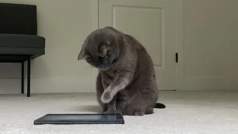 Cat Movie Video Stock Videos – Royalty-Free HD & 4K Videos | Pond5