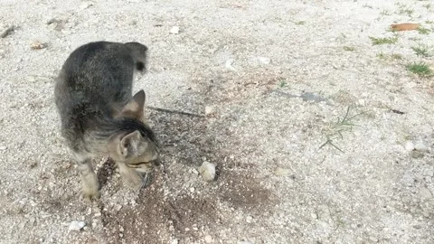 Furry Pooping Stock Videos – Royalty-Free HD & 4K Videos