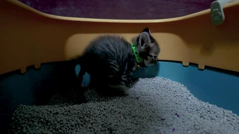 Girls Pooping In Stock Video Footage | Royalty Free Girls Pooping In ...