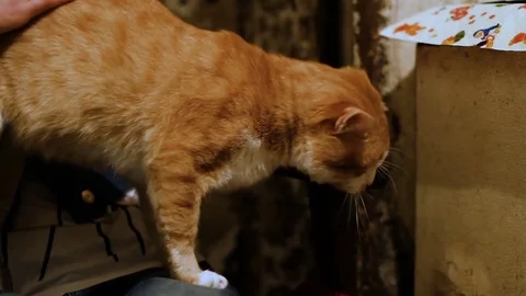 Homeless Fondle Stock Videos – Royalty-Free HD & 4K Videos