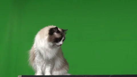 cat rag doll green screen | Stock Video | Pond5