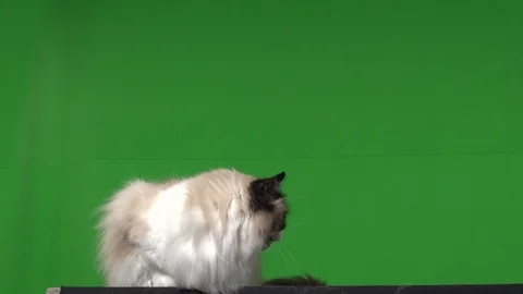 cat rag doll green screen | Stock Video | Pond5