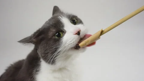 Cat Reacting to Brain Freeze, White Back... | Stock Video | Pond5