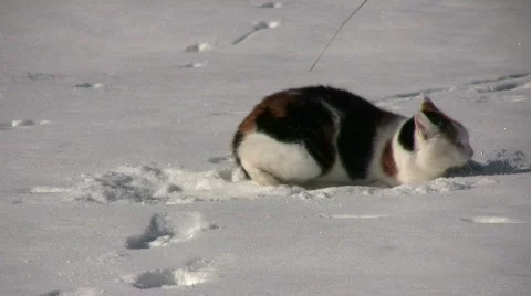 Cat Roll Over Stock Videos – Royalty-Free HD & 4K Videos