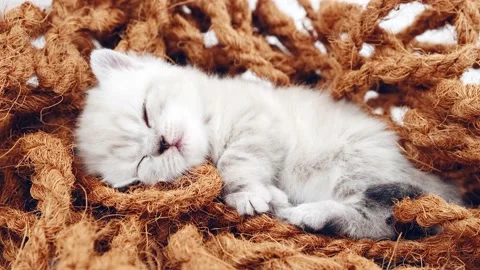 Cat Scratching Rope Stock Videos – Royalty-Free HD & 4K Videos | Pond5