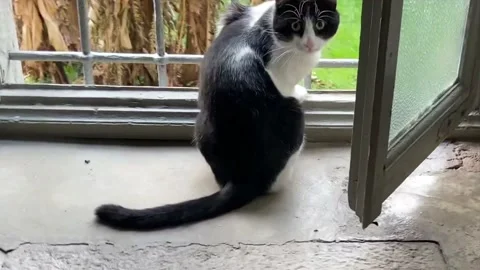 Cat running away from open window with b... | Stock Video | Pond5