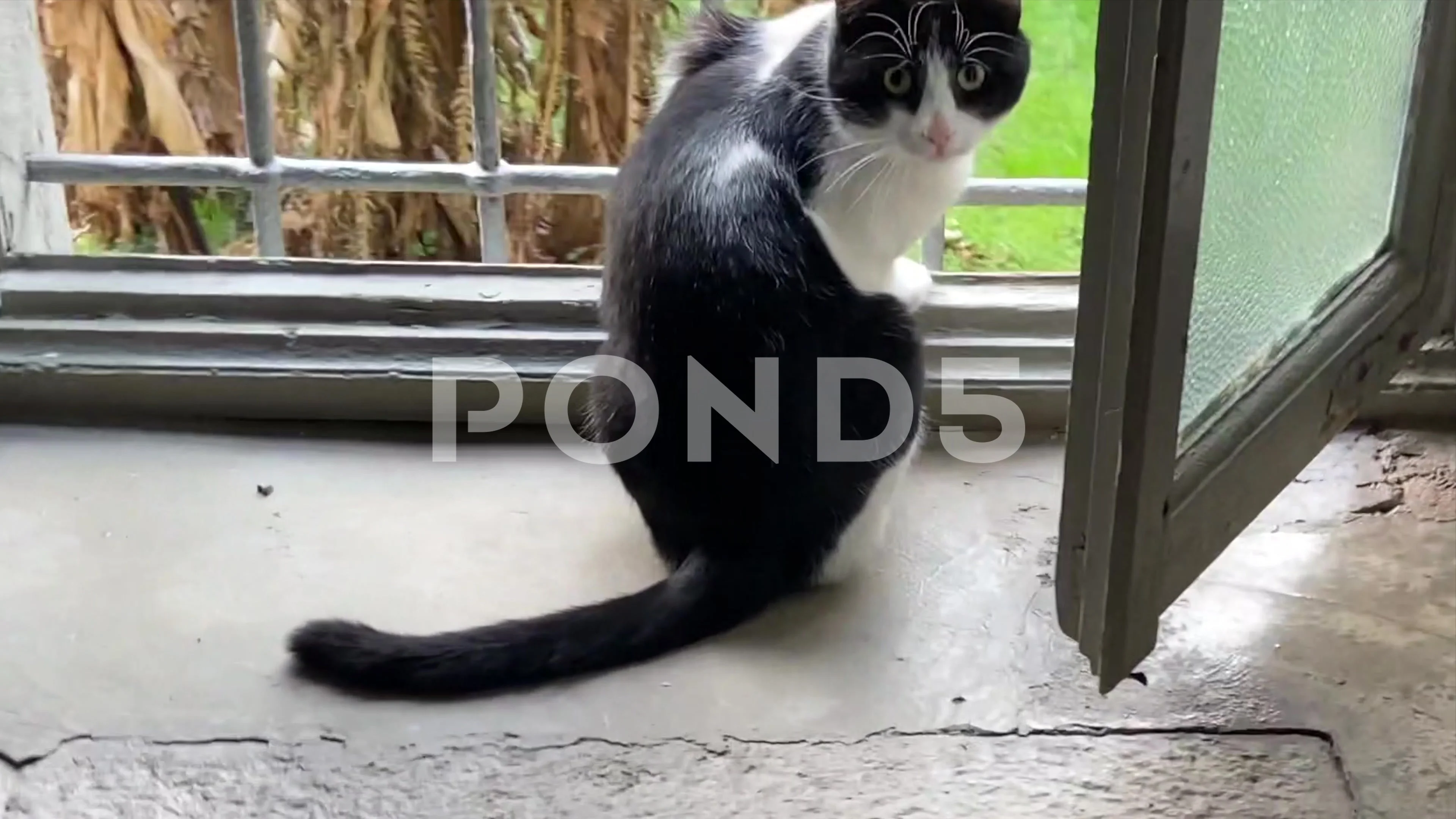 Cat Running Away