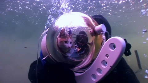 Cat scuba diver on background of reflect... | Stock Video | Pond5