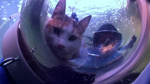 Cat scuba diver on background of reflect... | Stock Video | Pond5