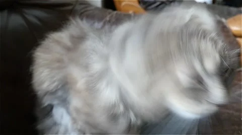 Shaking Hrad No Stock Videos – Royalty-Free HD & 4K Videos