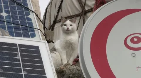 Solar System With Cats