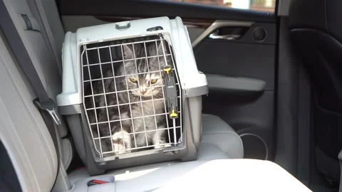 Cat sitting in a cat carrier box on a ba... | Stock Video | Pond5