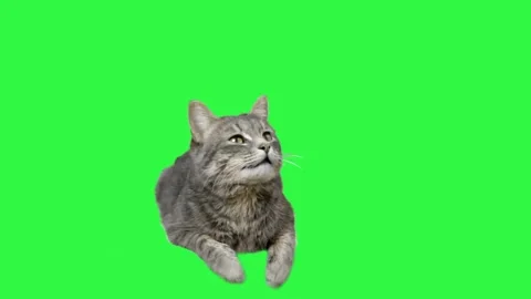 Green Screen Stock Cat Stock Video Footage | Royalty Free Green Screen ...