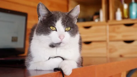 Catnap Sitting Stock Videos – Royalty-Free HD & 4K Videos | Pond5