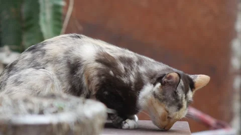 Smell The Stink Stock Videos – Royalty-Free HD & 4K Videos | Pond5