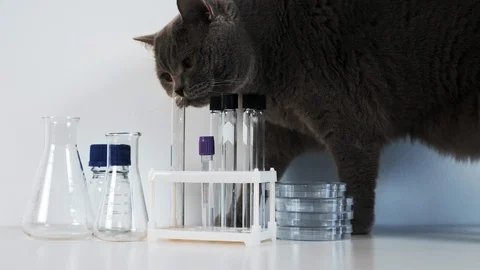 Cat Sniffing Empty Test Tubes and Flasks... | Stock Video | Pond5