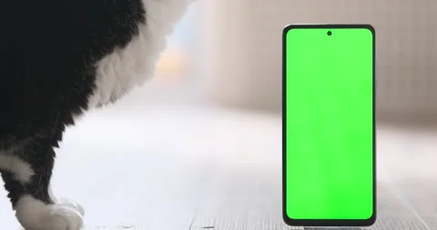 Cat sniffing phone green screen in light... | Stock Video | Pond5