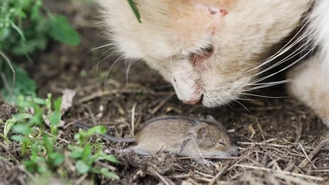 The cat sniffs a frightened wounded mous... | Stock Video | Pond5