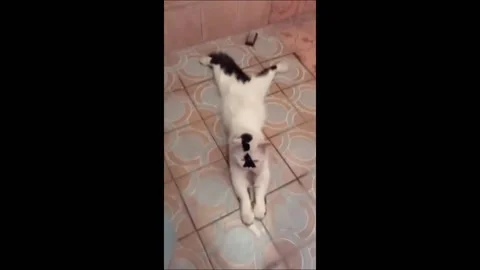 Cat Sprawles on The Floor During Hot Wea... | Stock Video | Pond5