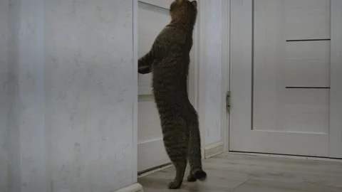 The cat stands on its hind legs, close-u... | Stock Video | Pond5