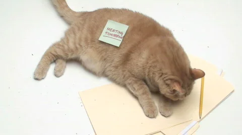 Sticky Note Cute Stock Videos – Royalty-Free HD & 4K Videos | Pond5