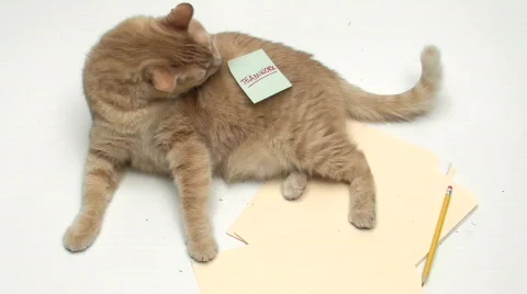 Sticky Note Cute Stock Videos – Royalty-Free HD & 4K Videos | Pond5