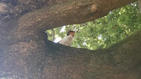 Cat Stuck in an Oak Tree Meowing for Hel... | Stock Video | Pond5