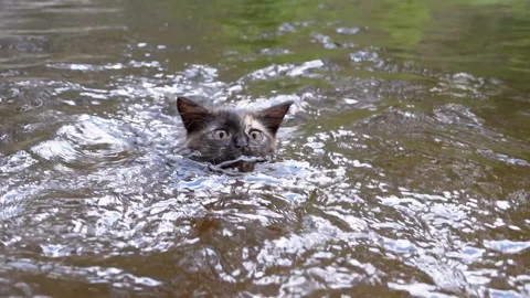 Cat Swimming in River. Black Kitten Swim... | Stock Video | Pond5