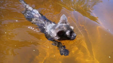 Cat Swimming in Water. Black Kitten Swim... | Stock Video | Pond5