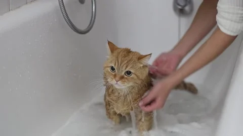 Cat taking a shower in the bathroom. | Stock Video | Pond5