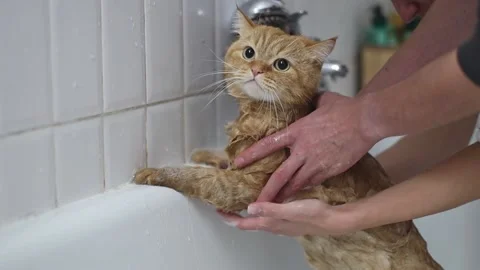 Cat Shower Stock Video Footage | Royalty Free Cat Shower Videos | Pond5