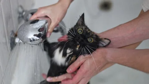 Cat taking a shower in the bathroom. | Stock Video | Pond5
