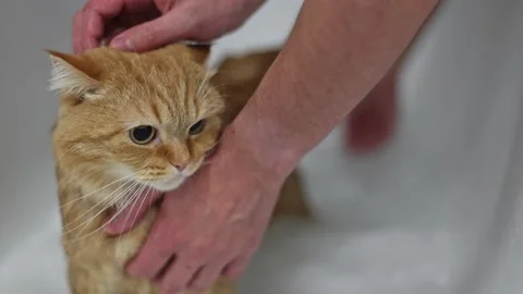 Cat taking a shower in the bathroom. | Stock Video | Pond5