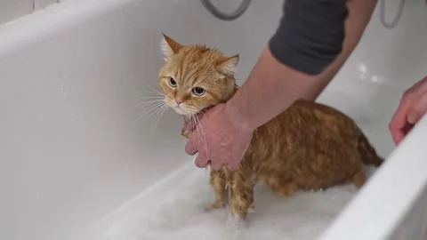 Cat In Shower Stock Videos – Royalty-Free HD & 4K Videos