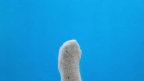 Cat touching and clicking on a green scr... | Stock Video | Pond5